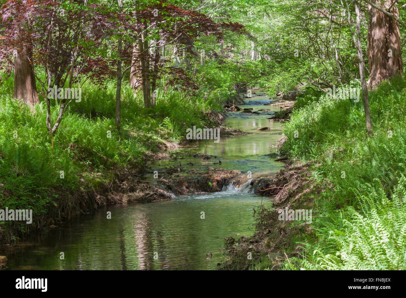 A simple brook in the woods of southeast usa Stock Photo - Alamy