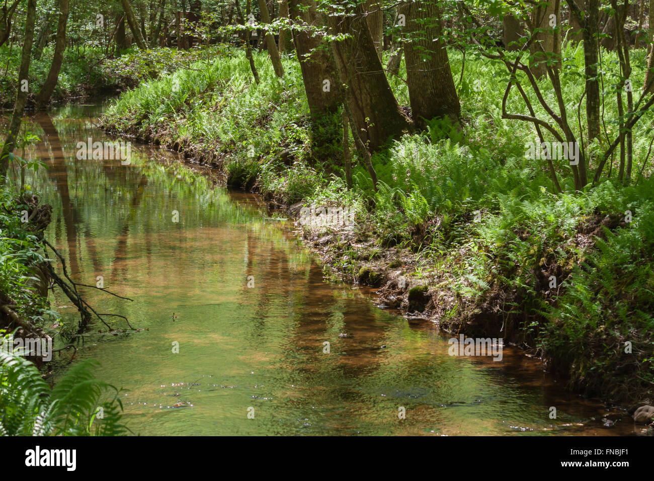 A simple brook in the woods of southeast usa Stock Photo - Alamy
