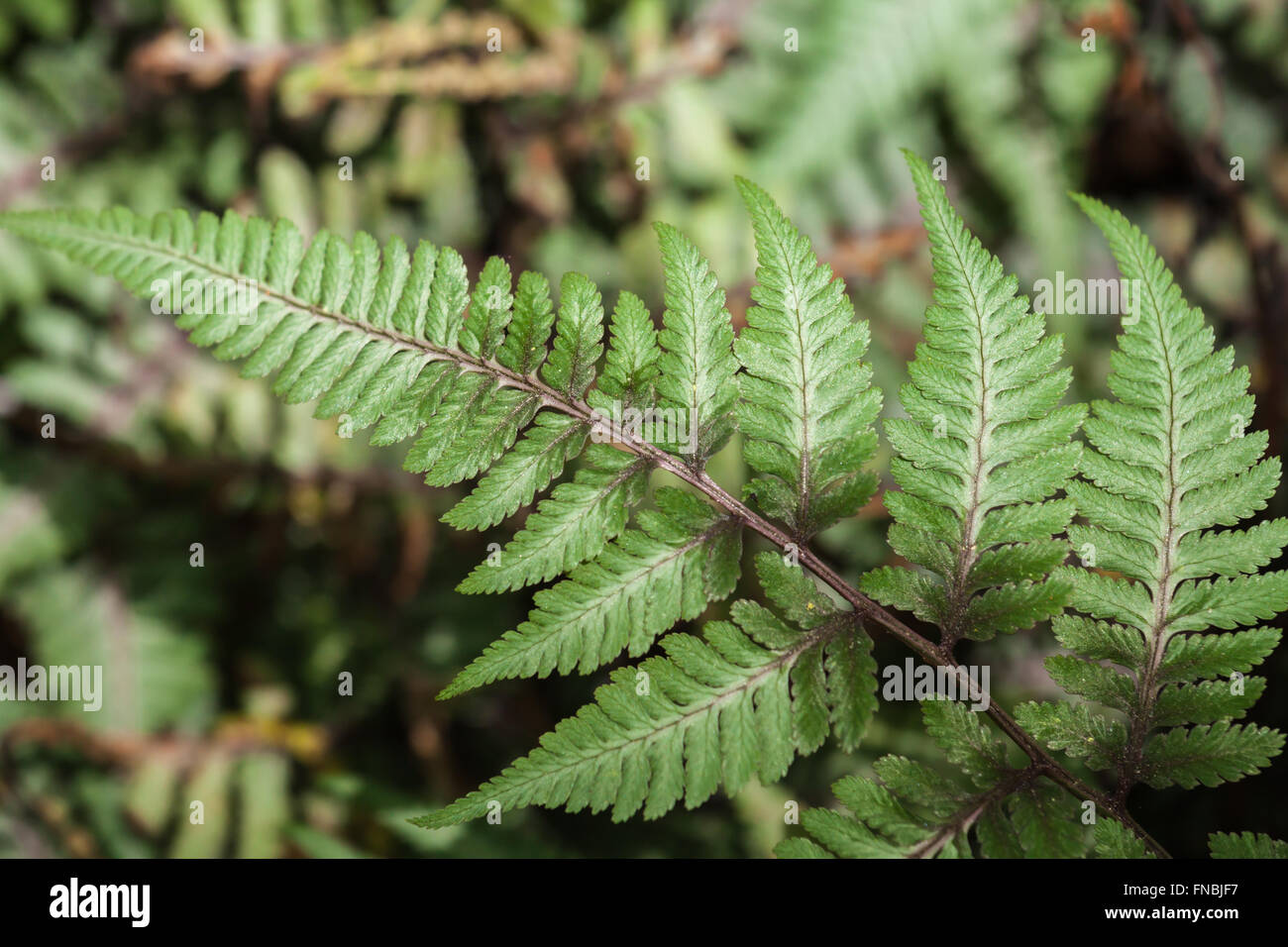 Ferns nature plants hi-res stock photography and images - Alamy