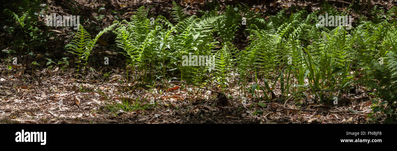 forest floor ferns Stock Photo - Alamy