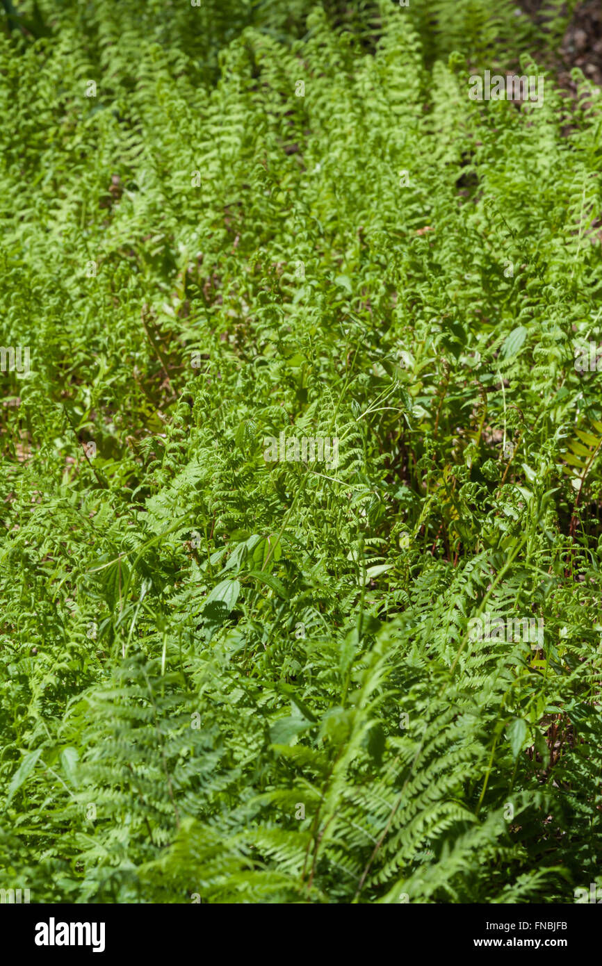 forest floor ferns Stock Photo - Alamy