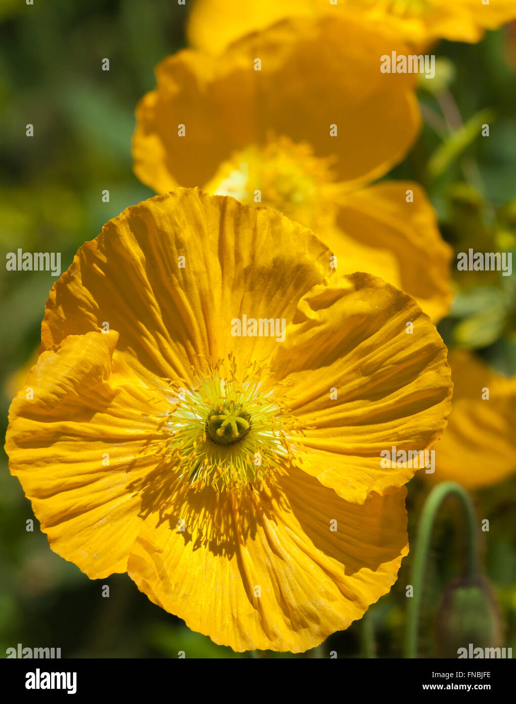 Yellow garden poppies in spring Stock Photo - Alamy