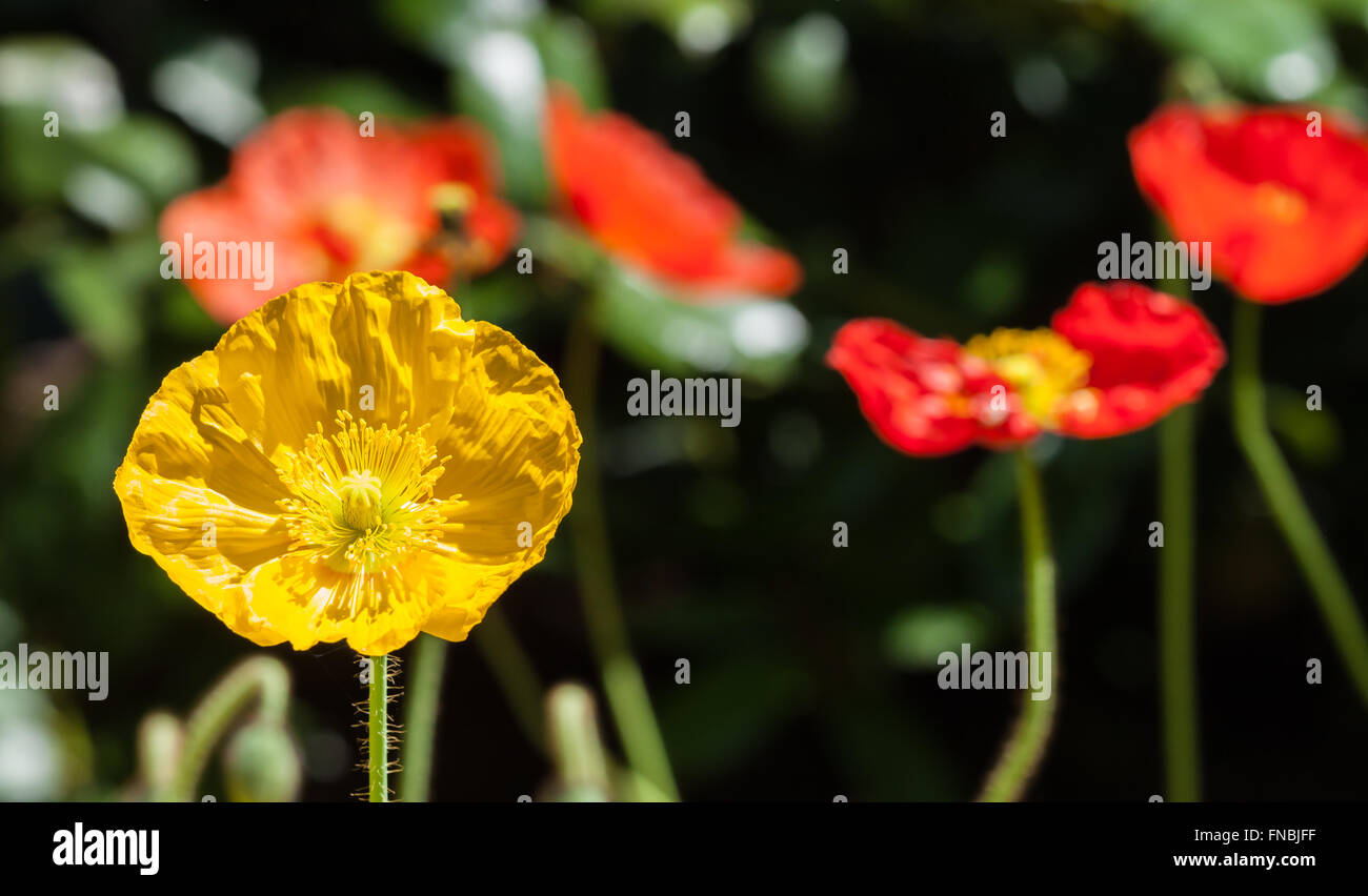 Yellow garden poppies in spring Stock Photo - Alamy