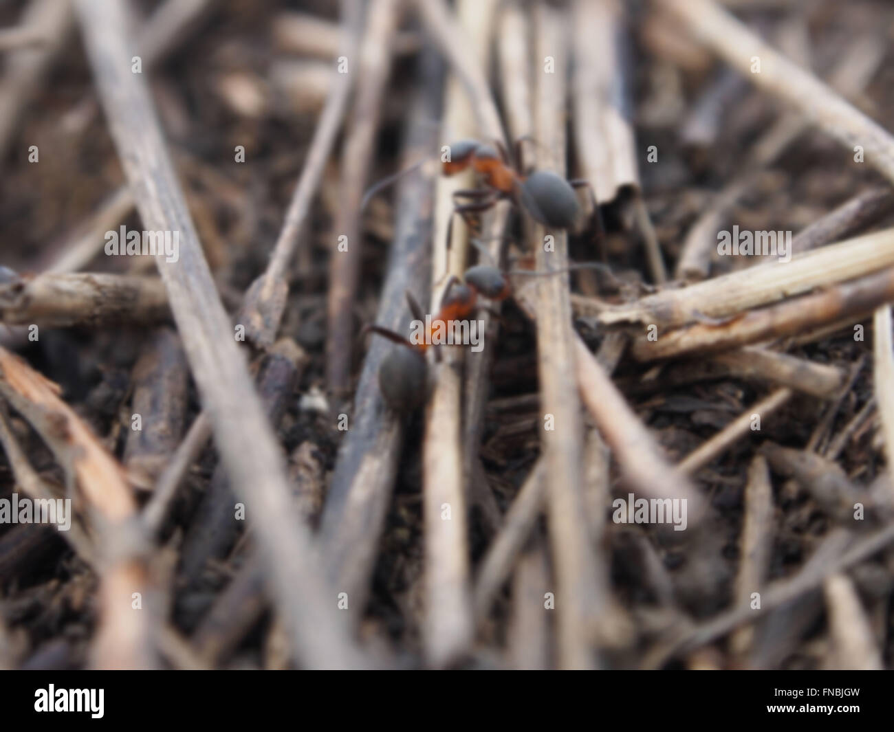 Background red ant group hi-res stock photography and images - Alamy