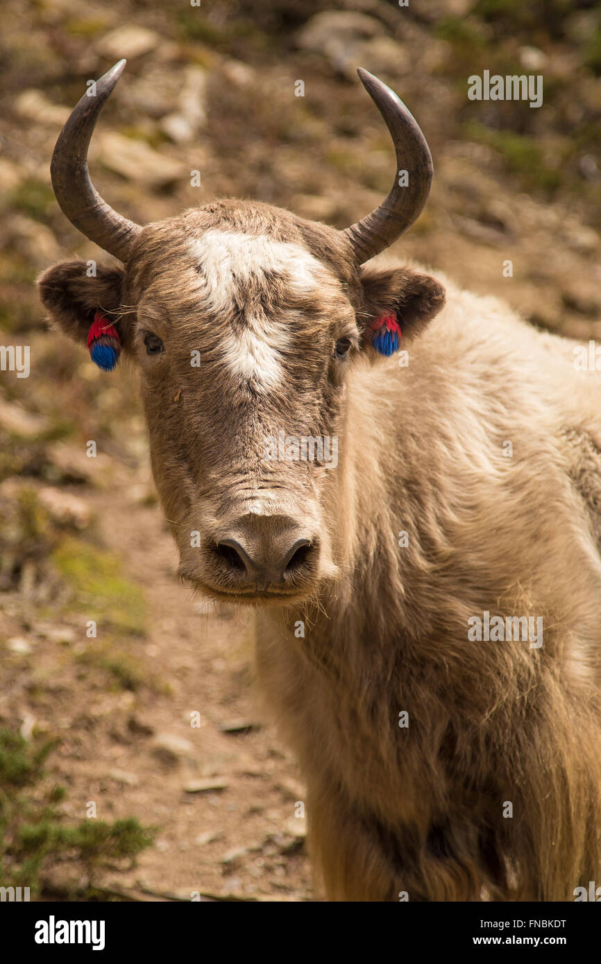 Nepalese cow at the mountain Stock Photo - Alamy