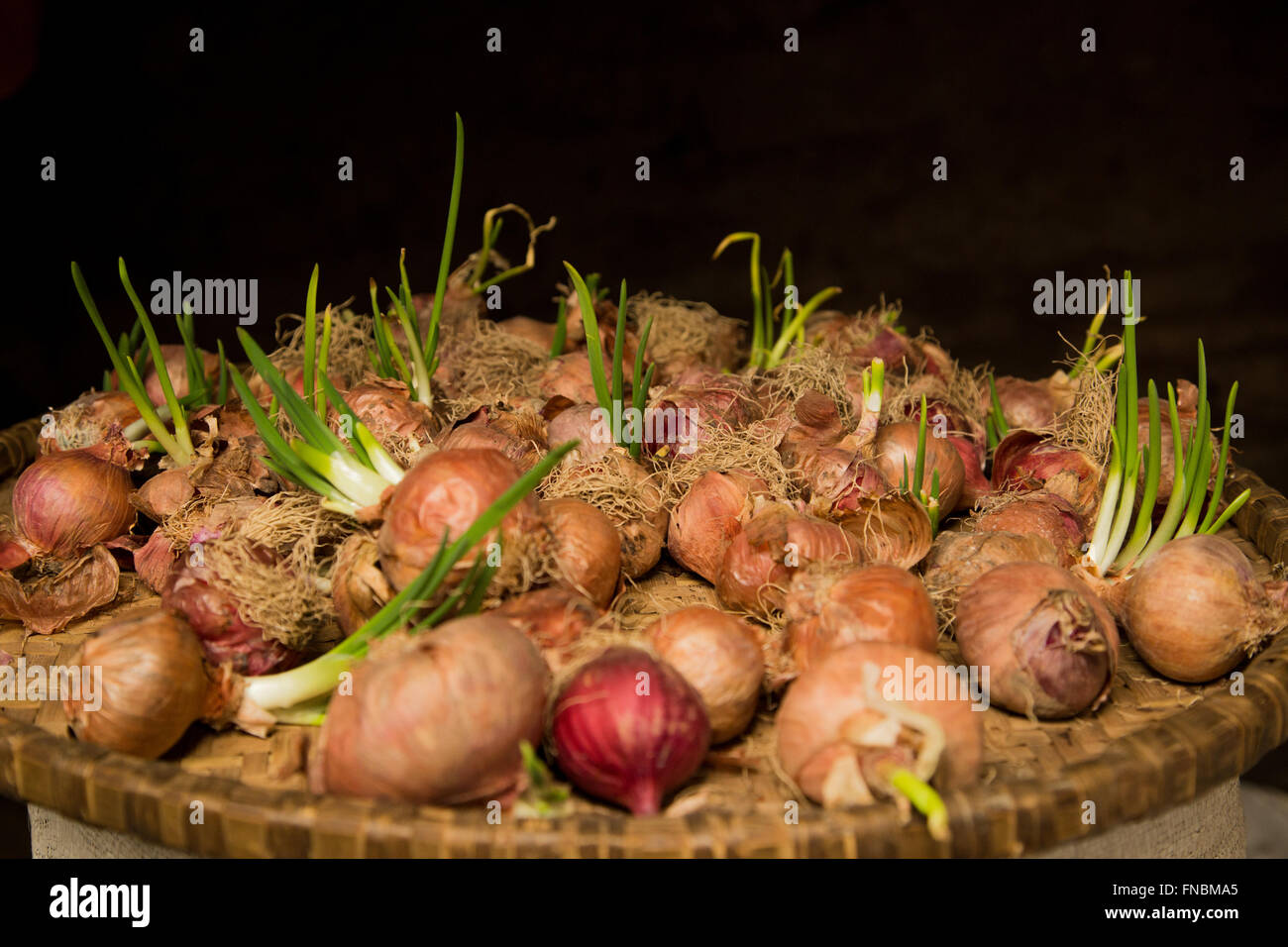 organic onions taken from the farmland Stock Photo - Alamy