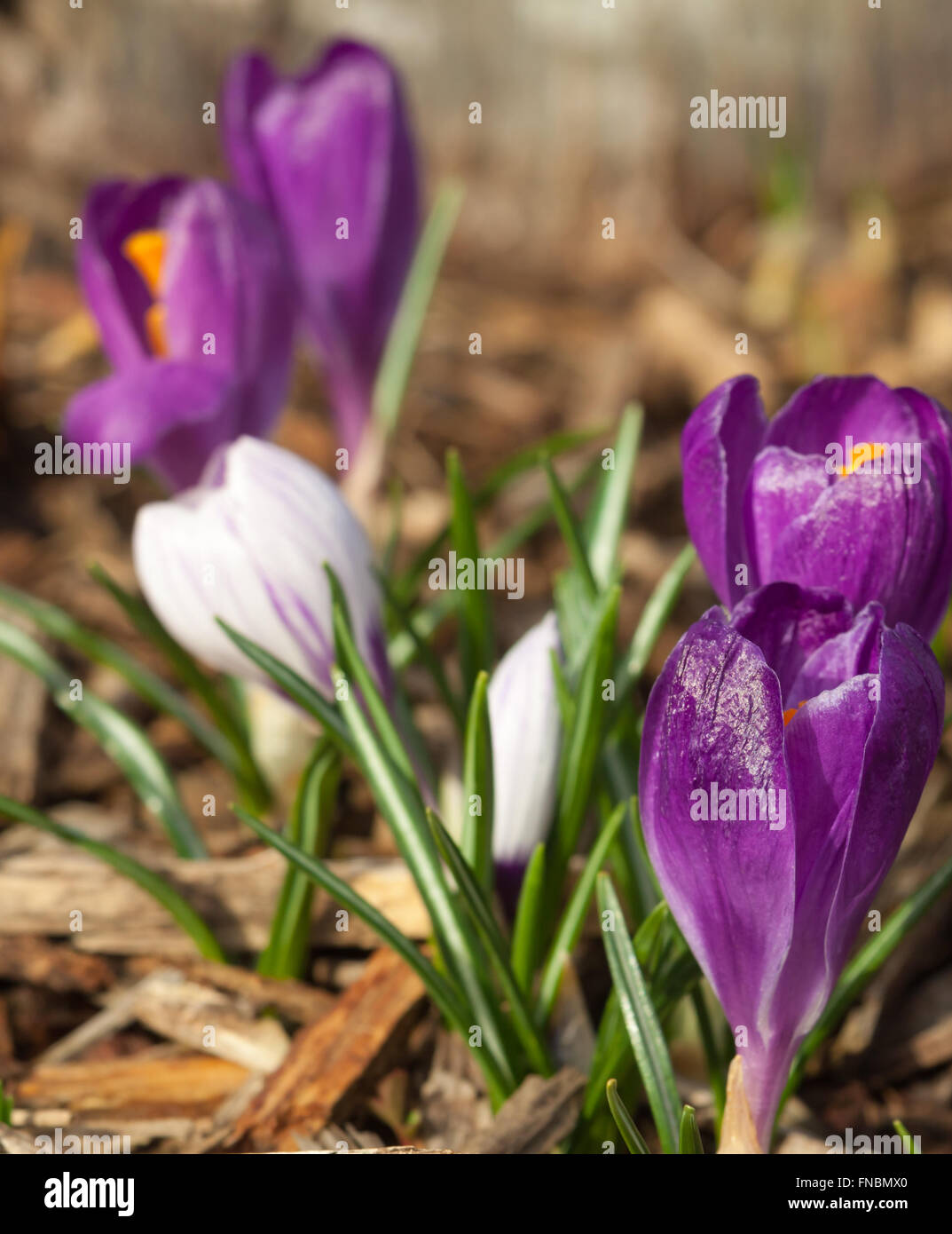 Garden of white and purple spring crocus in bloom Stock Photo - Alamy