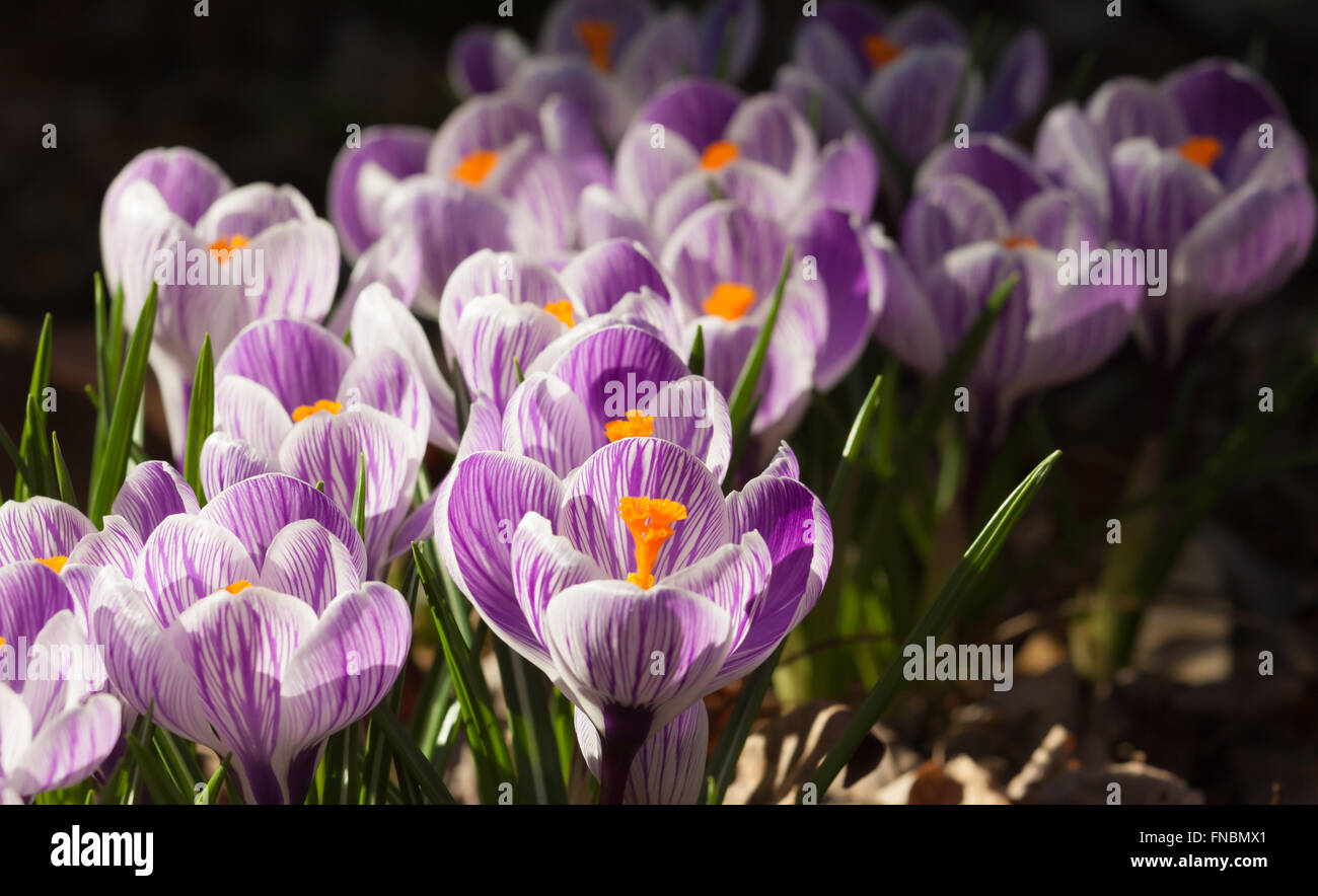 Spring Crocus Group Stock Photo - Alamy