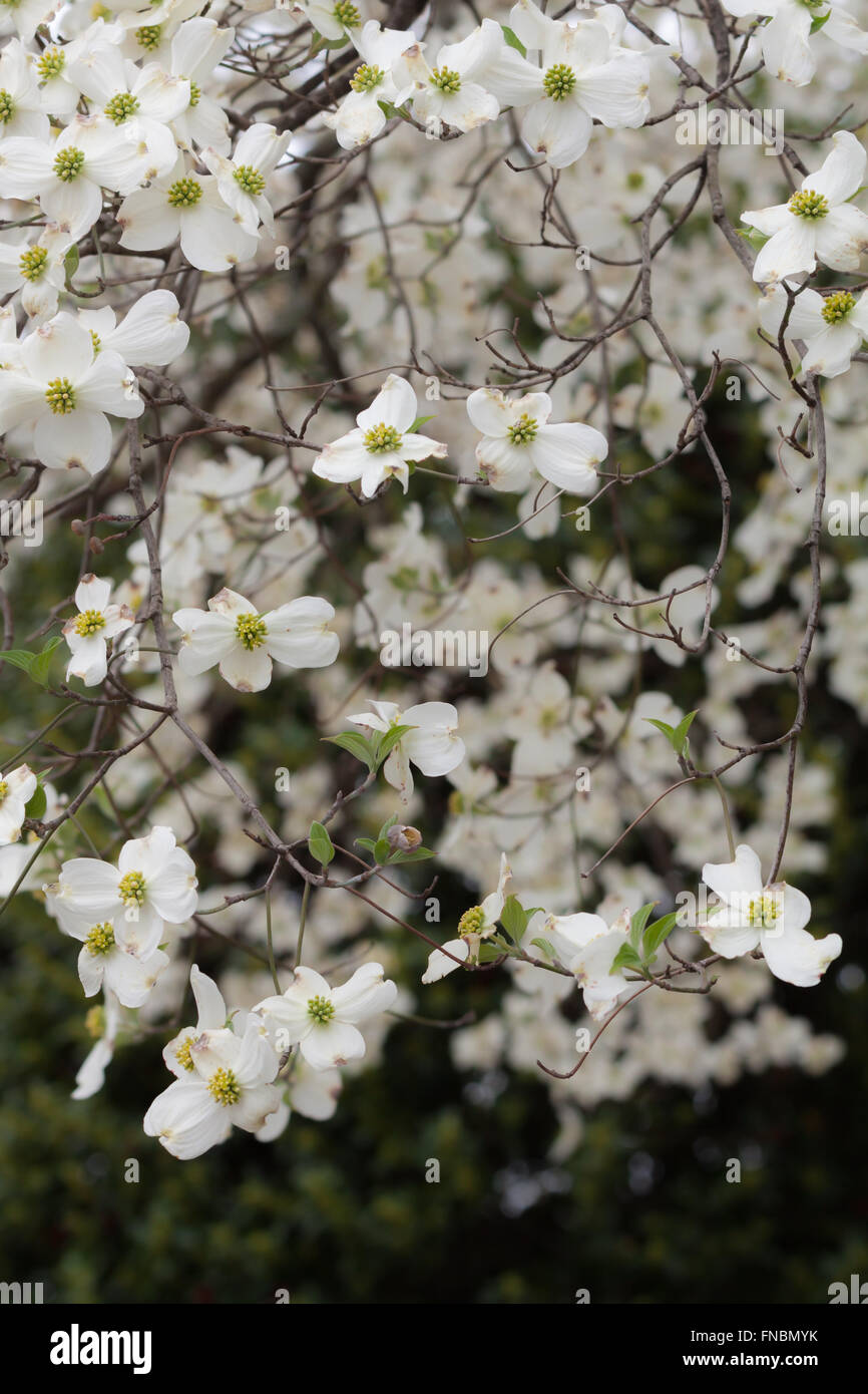 spring garden blooms in Georgia Stock Photo - Alamy