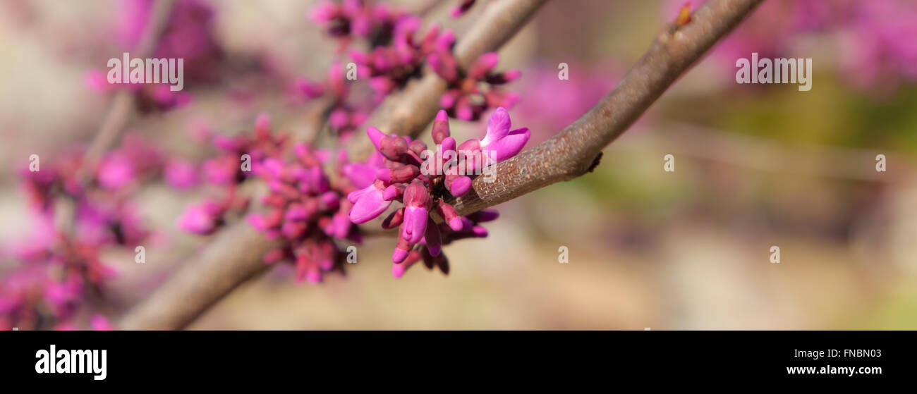 spring garden blooms in Georgia Stock Photo - Alamy