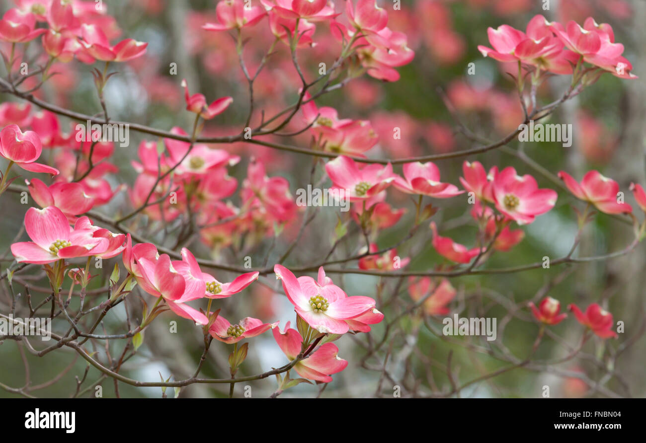 Dogwood tree hi-res stock photography and images - Alamy