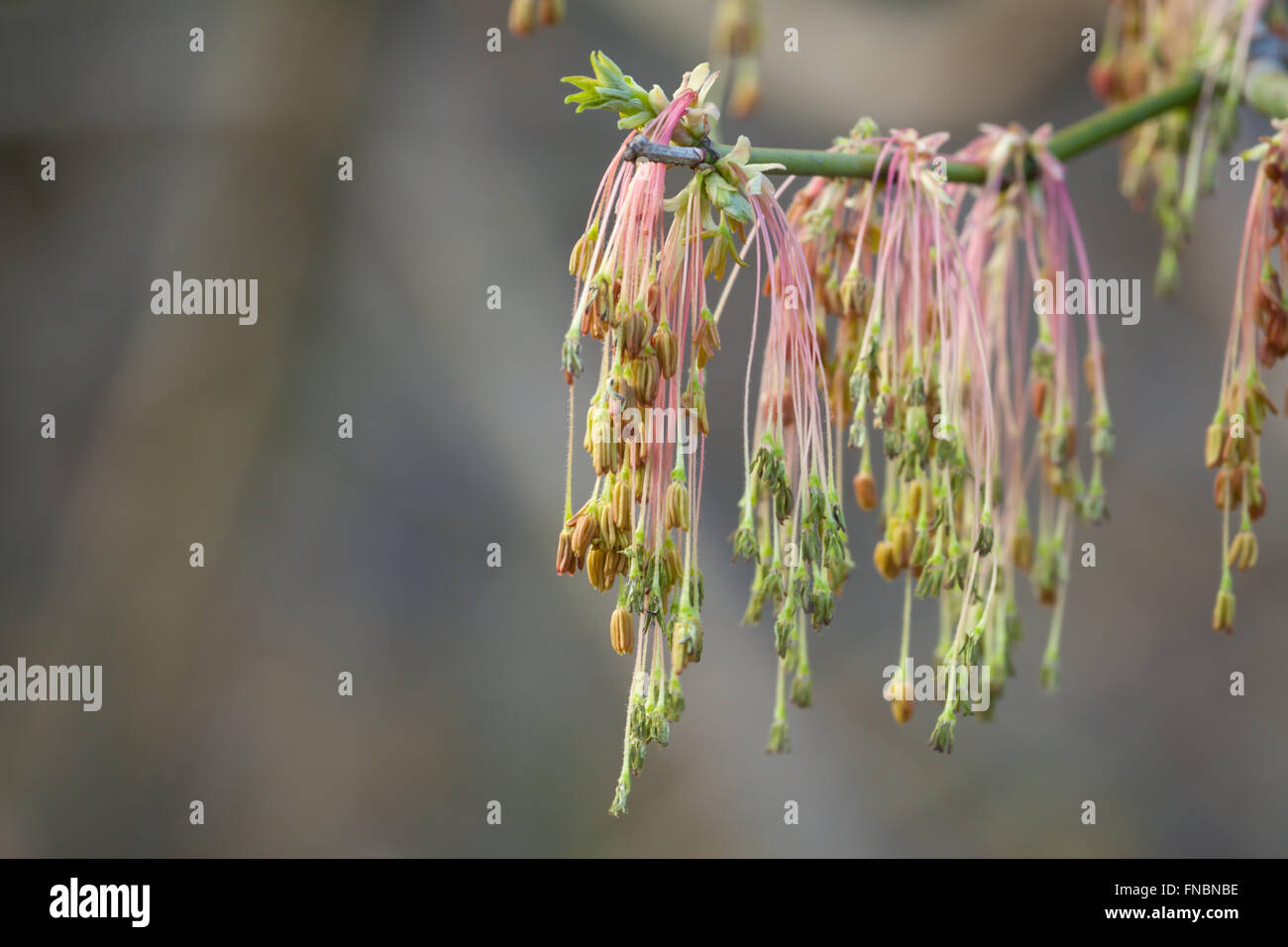 spring garden blooms in Georgia Stock Photo - Alamy