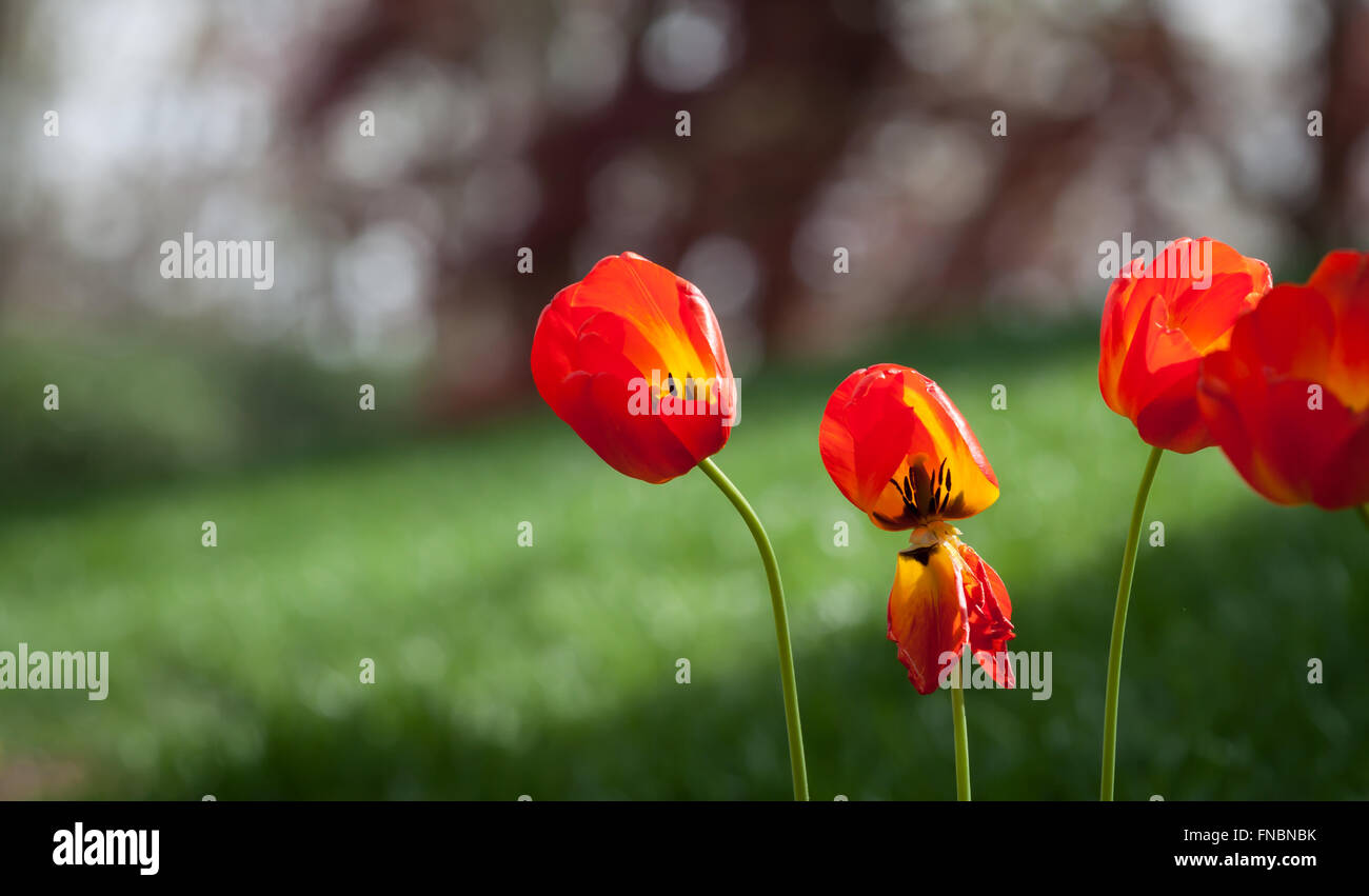 Poppy flower vine hi-res stock photography and images - Alamy