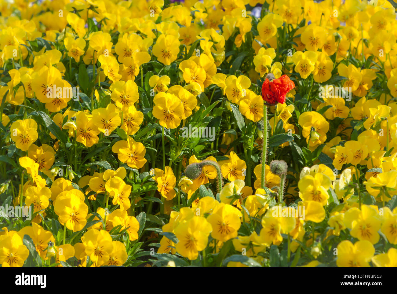 spring garden blooms in Georgia Stock Photo - Alamy