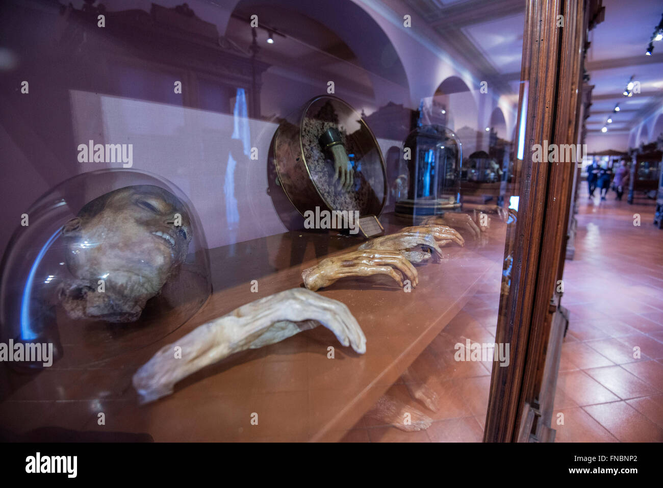 Naples, Italy. 14th Mar, 2016. Anatomical Museum, the second oldest ...