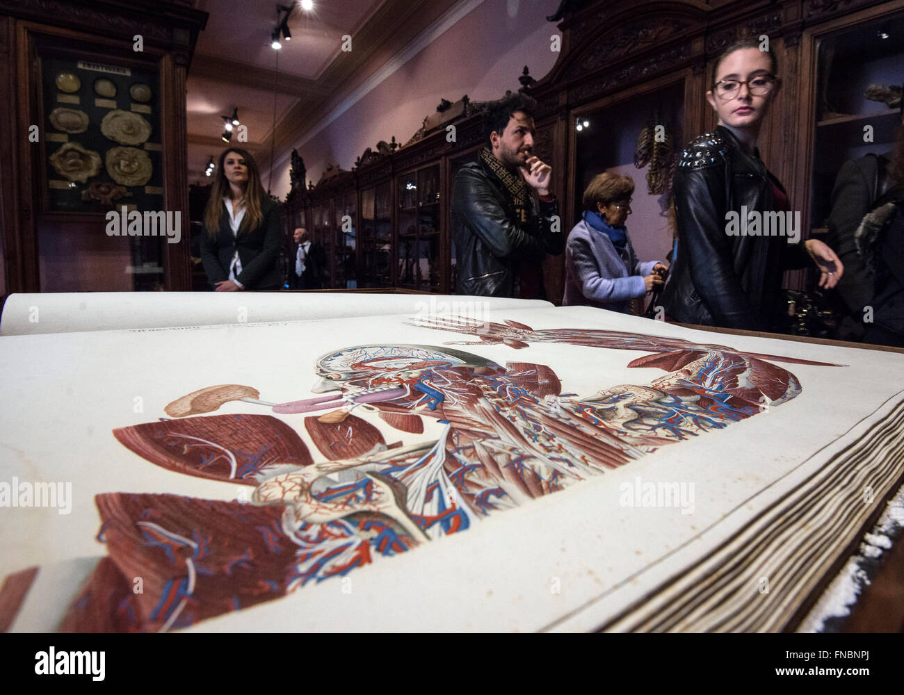 Naples, Italy. 14th Mar, 2016. Anatomical Museum, the second oldest ...