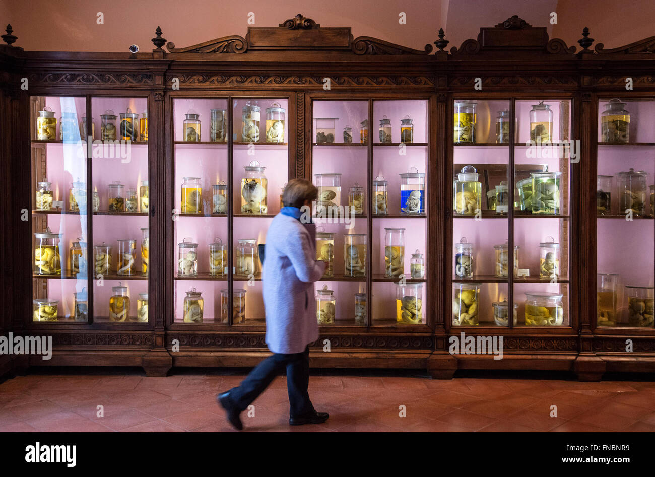 Naples, Italy. 14th Mar, 2016. Anatomical Museum, the second oldest ...