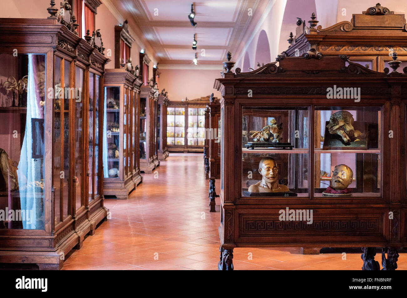Naples, Italy. 14th Mar, 2016. Anatomical Museum, the second oldest ...