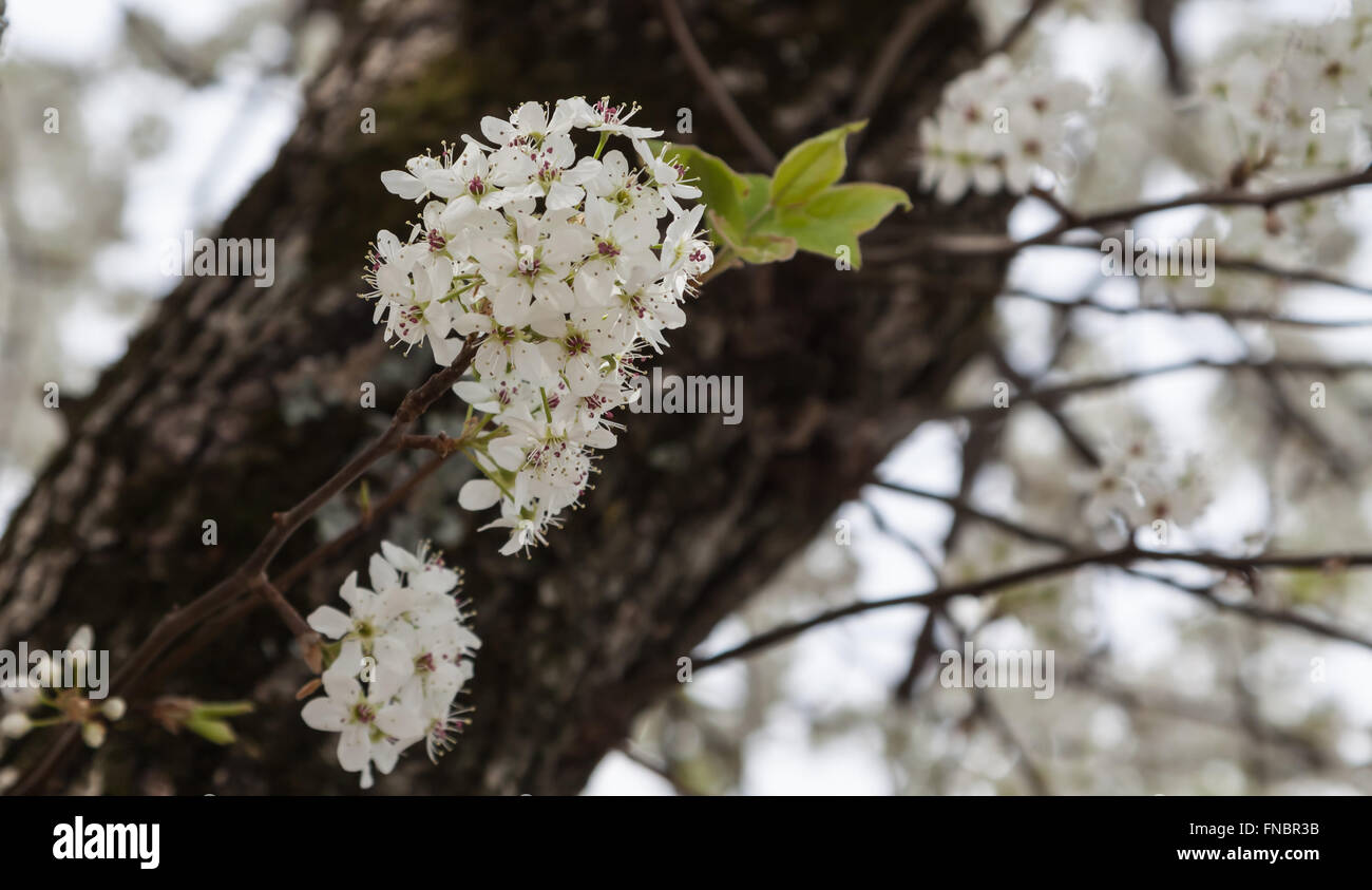 Bradford pear spring bloom Stock Photo - Alamy