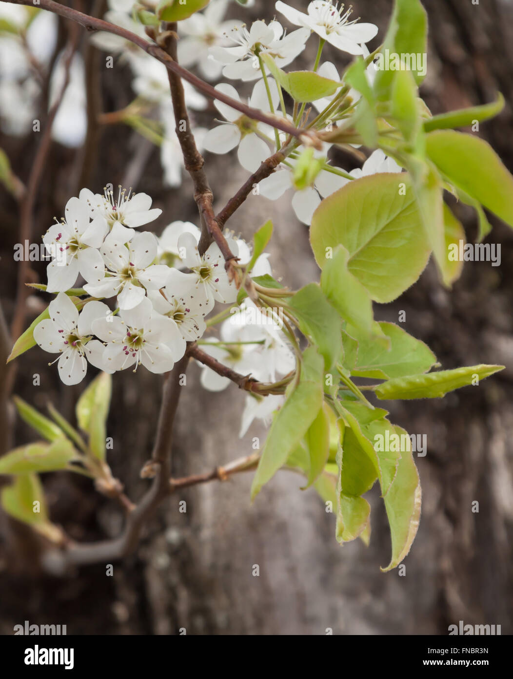 Blooming bradford pear tree hi-res stock photography and images - Alamy