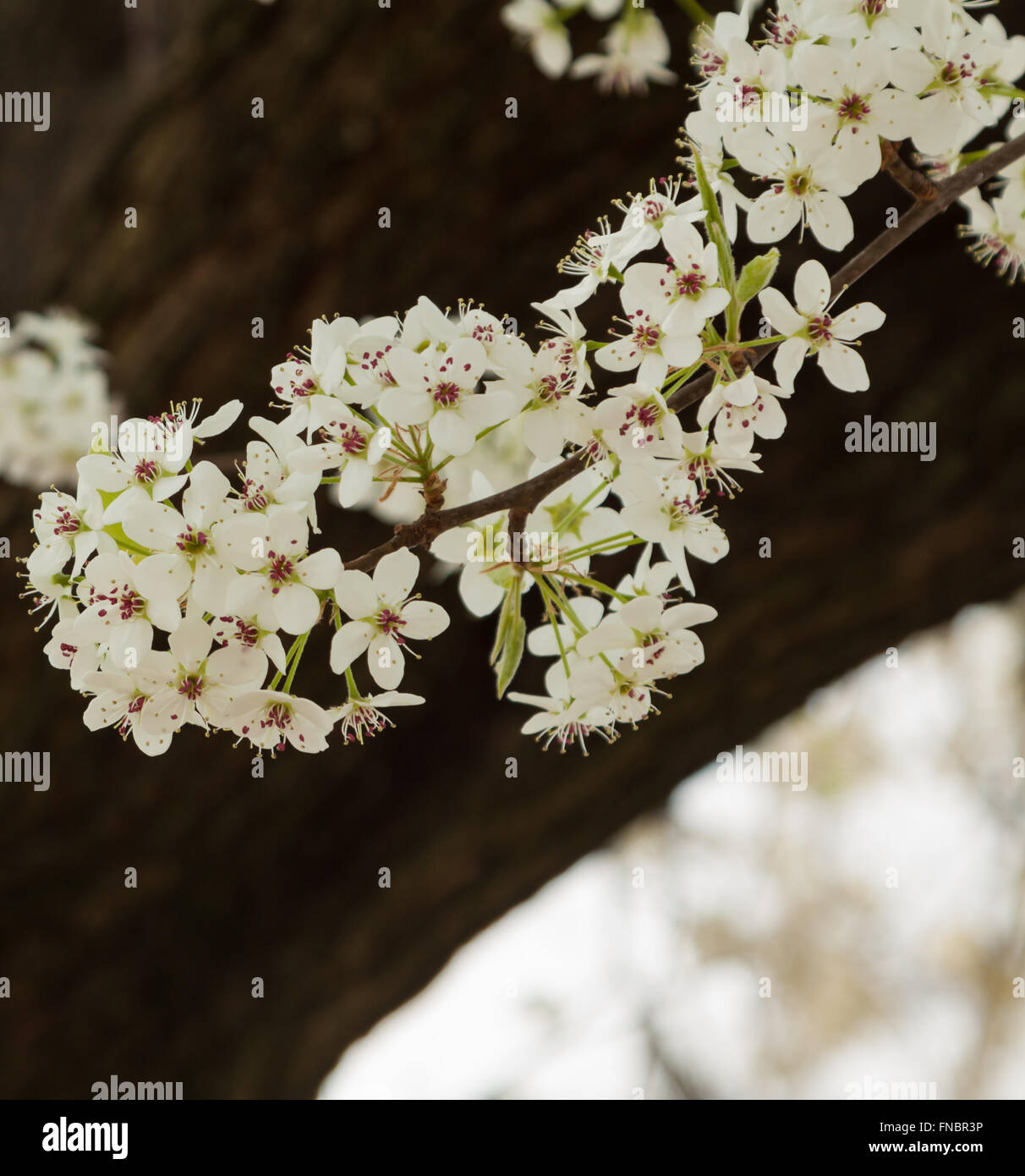 Blooming bradford pear tree hi-res stock photography and images - Alamy