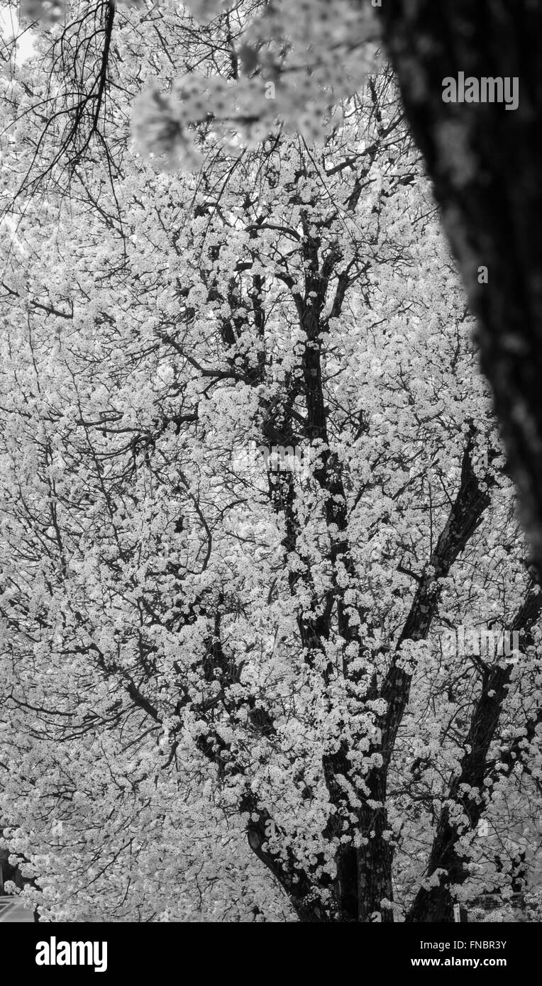Seasonal spring Black and White Stock Photos & Images - Alamy