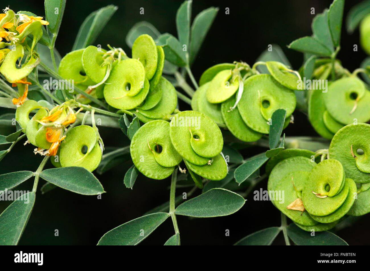 Medicago sp hi-res stock photography and images - Alamy