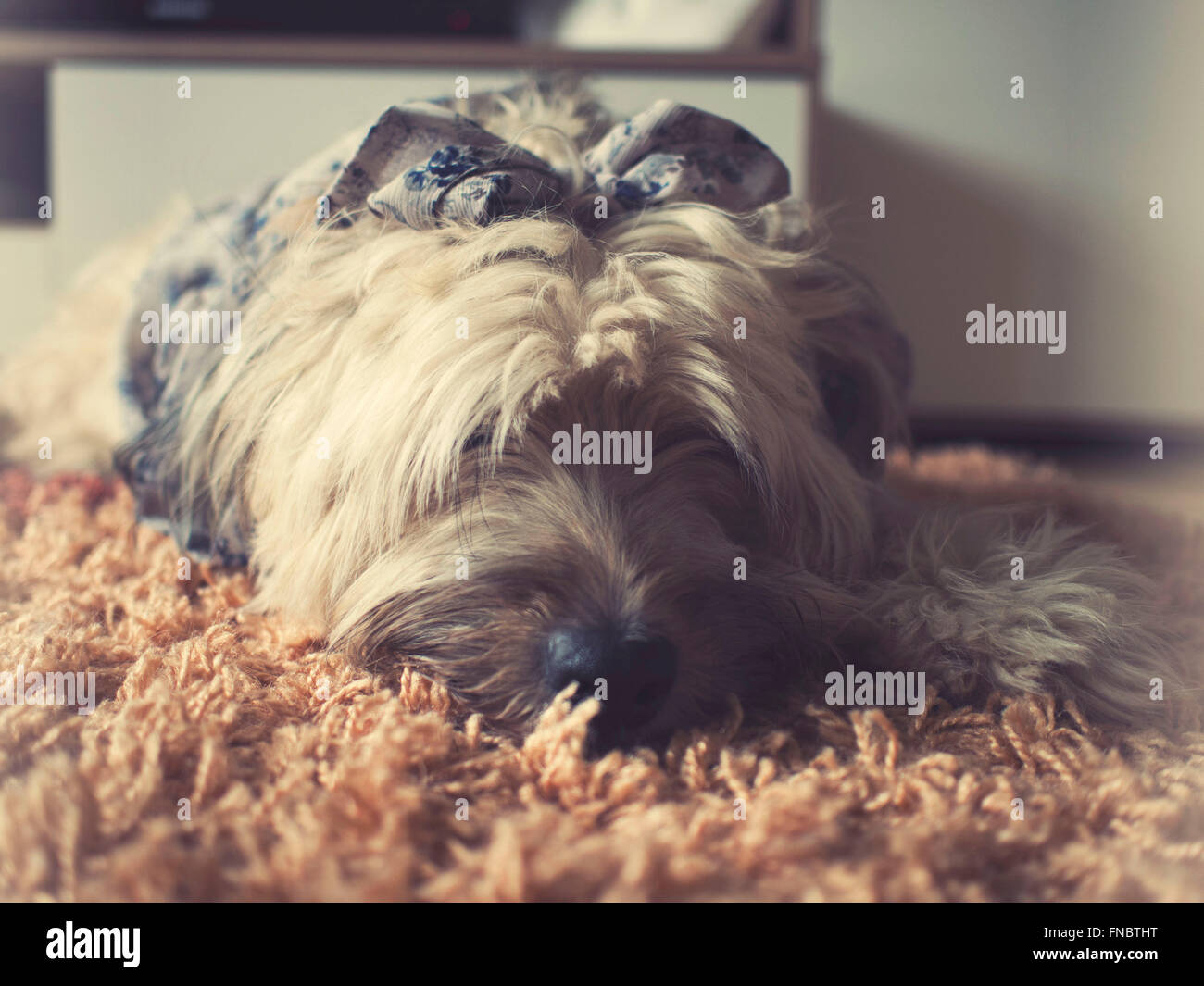 Dog with ribbon Stock Photo - Alamy