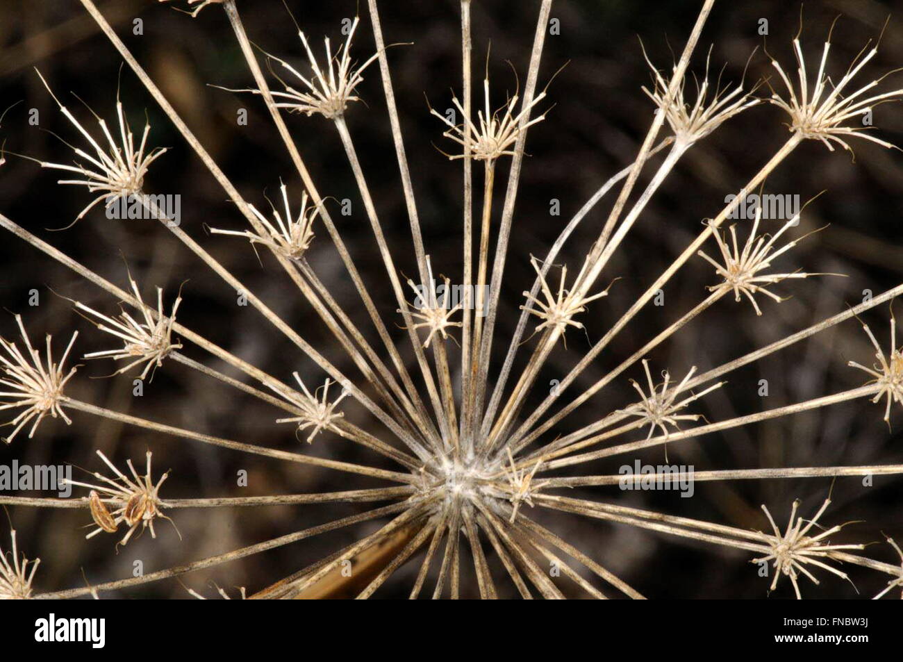 Dried plant (fam. Umbelliferae). Osseja, Languedoc-Roussillon, Pyrénées ...