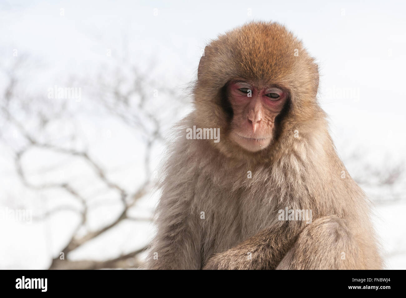 Japanese macaque, snow monkey, Macaca fuscata, in snow, Nikko National ...