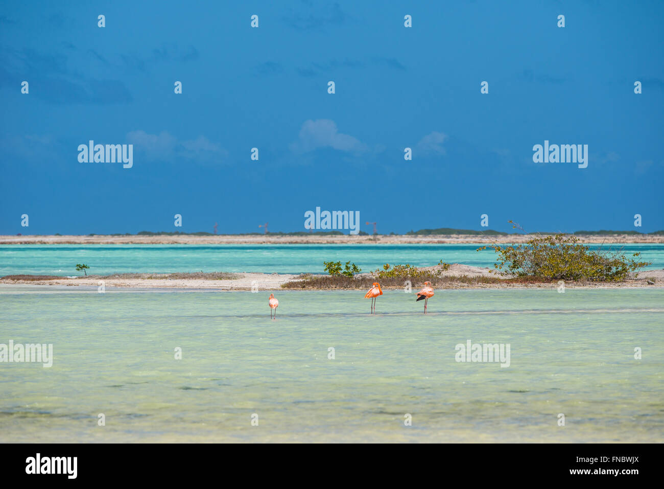 Wetlands of Bonaire Island and the largest Flamingo Colony in the ...