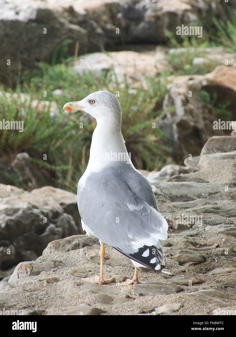 Seagull graphics hi-res stock photography and images - Alamy