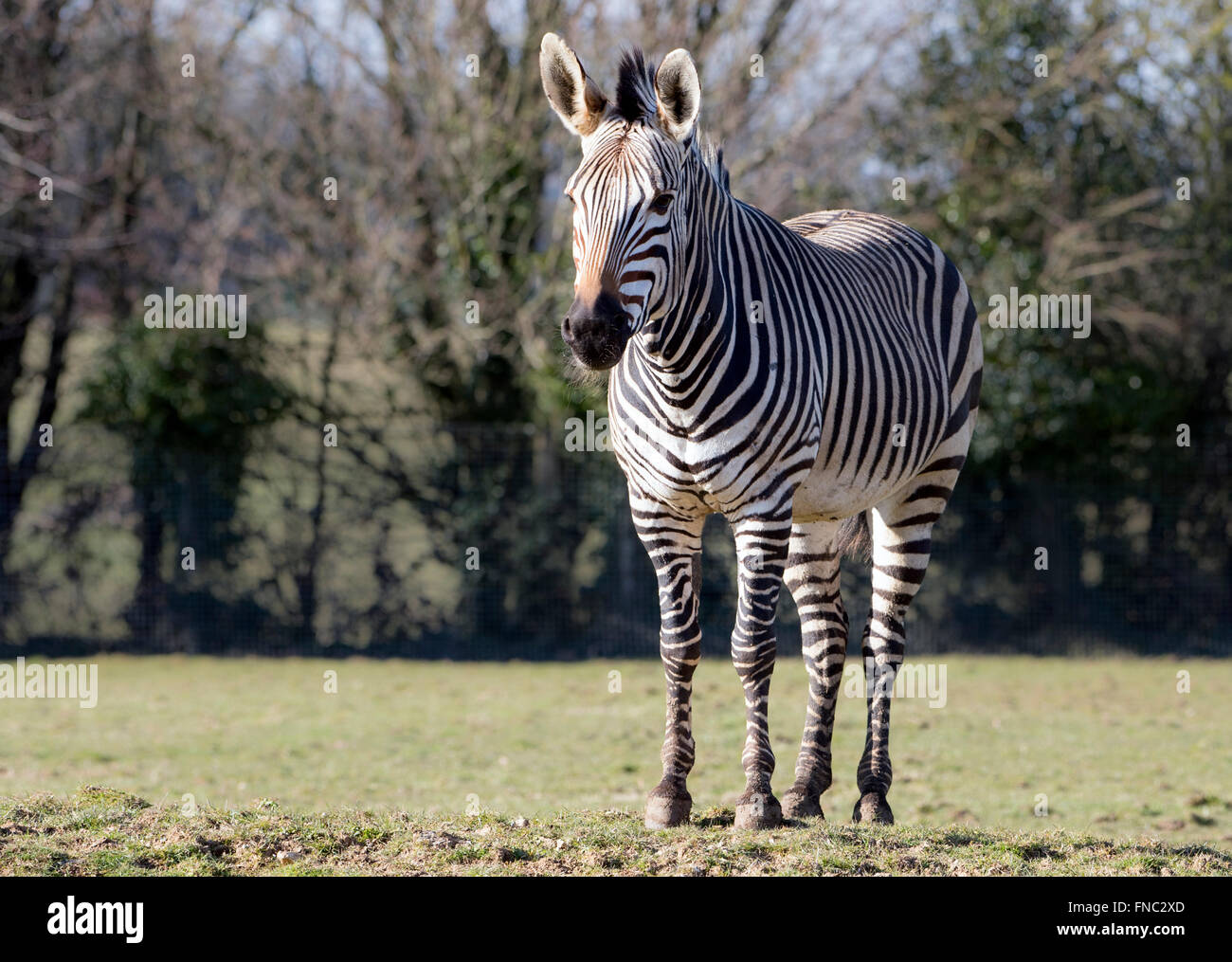 Hartmanns mountain zebra hi-res stock photography and images - Alamy