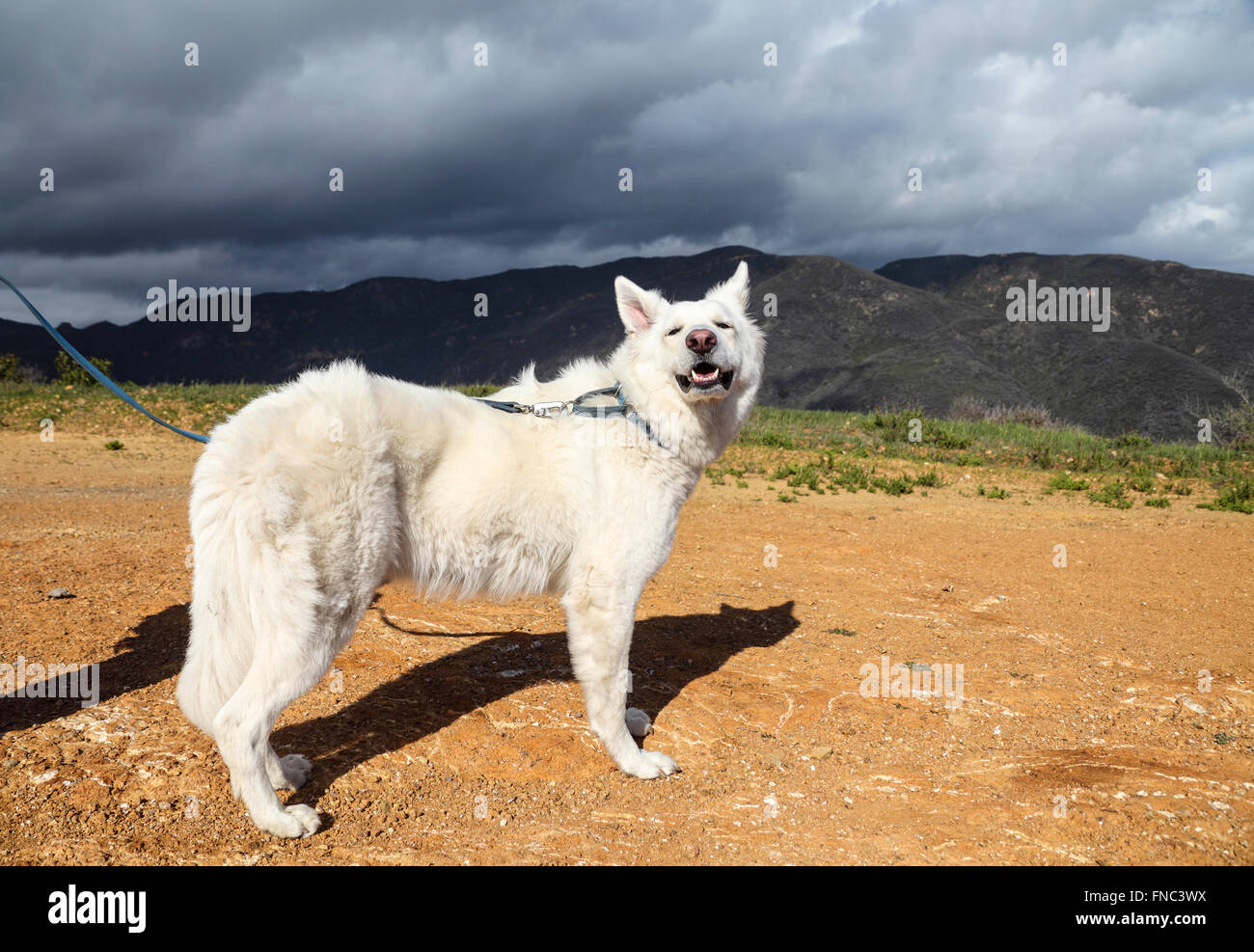 Happy cute windy white hi-res stock photography and images - Alamy