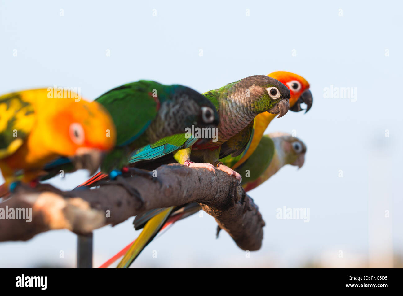 close up beautiful colorful parrot sitting on log Stock Photo - Alamy