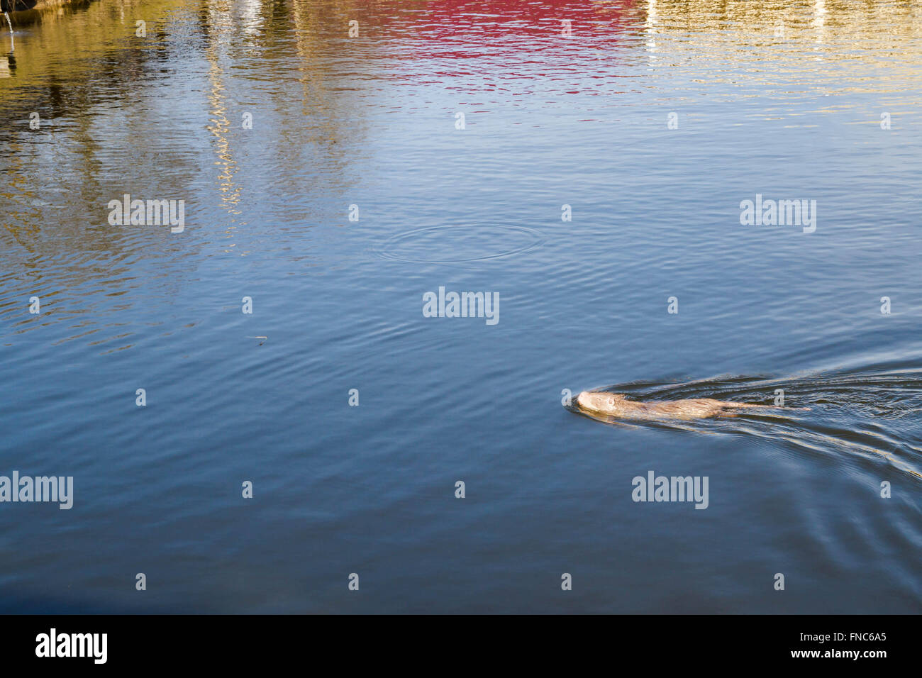 Nutria in nature hi-res stock photography and images - Alamy