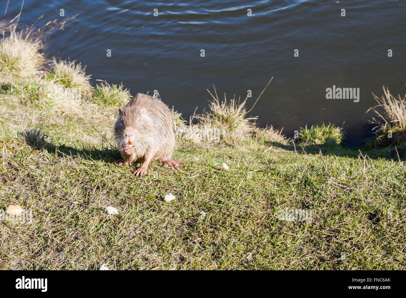 Nutria on a farm near the pond Stock Photo - Alamy