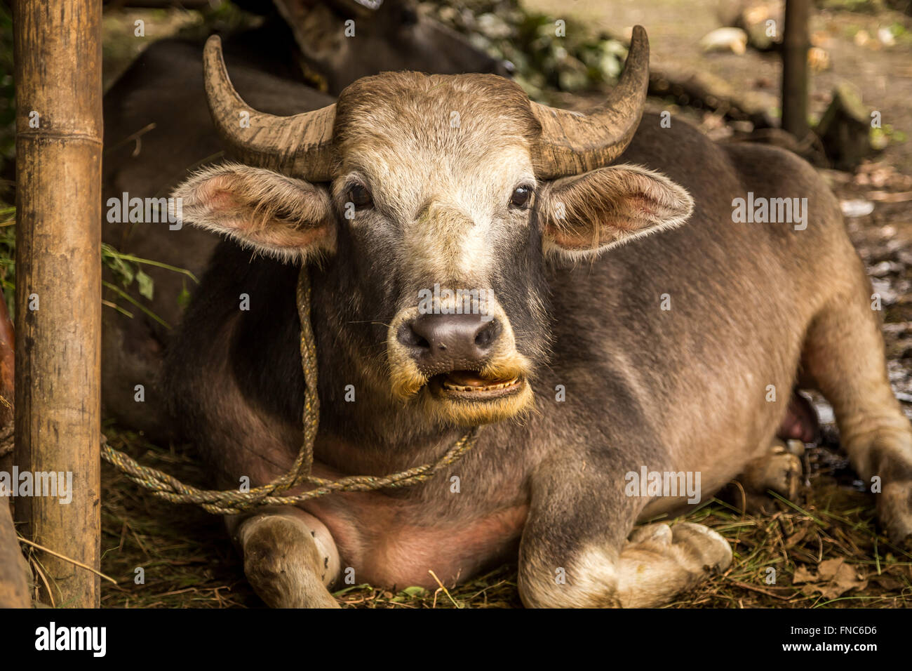 Himalayan Buffalo High Resolution Stock Photography and Images - Alamy