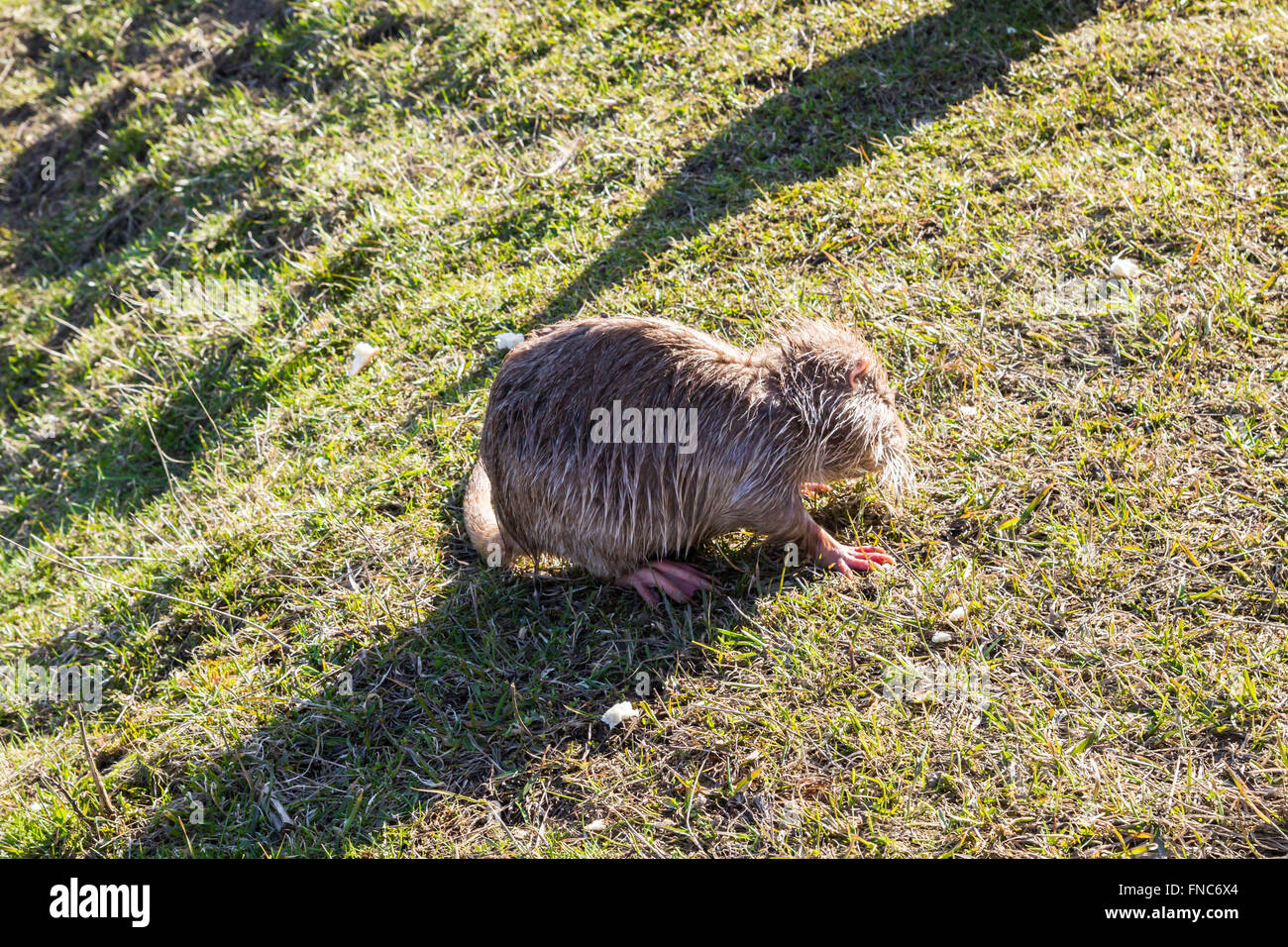 Nutria on a farm near the pond Stock Photo - Alamy