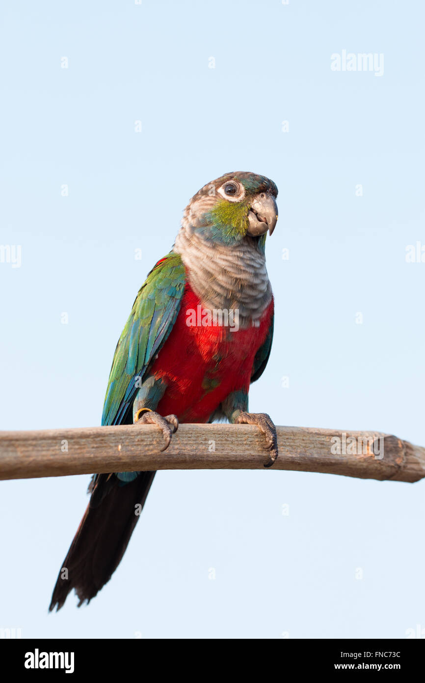 close up beautiful colorful parrot sitting on log Stock Photo - Alamy