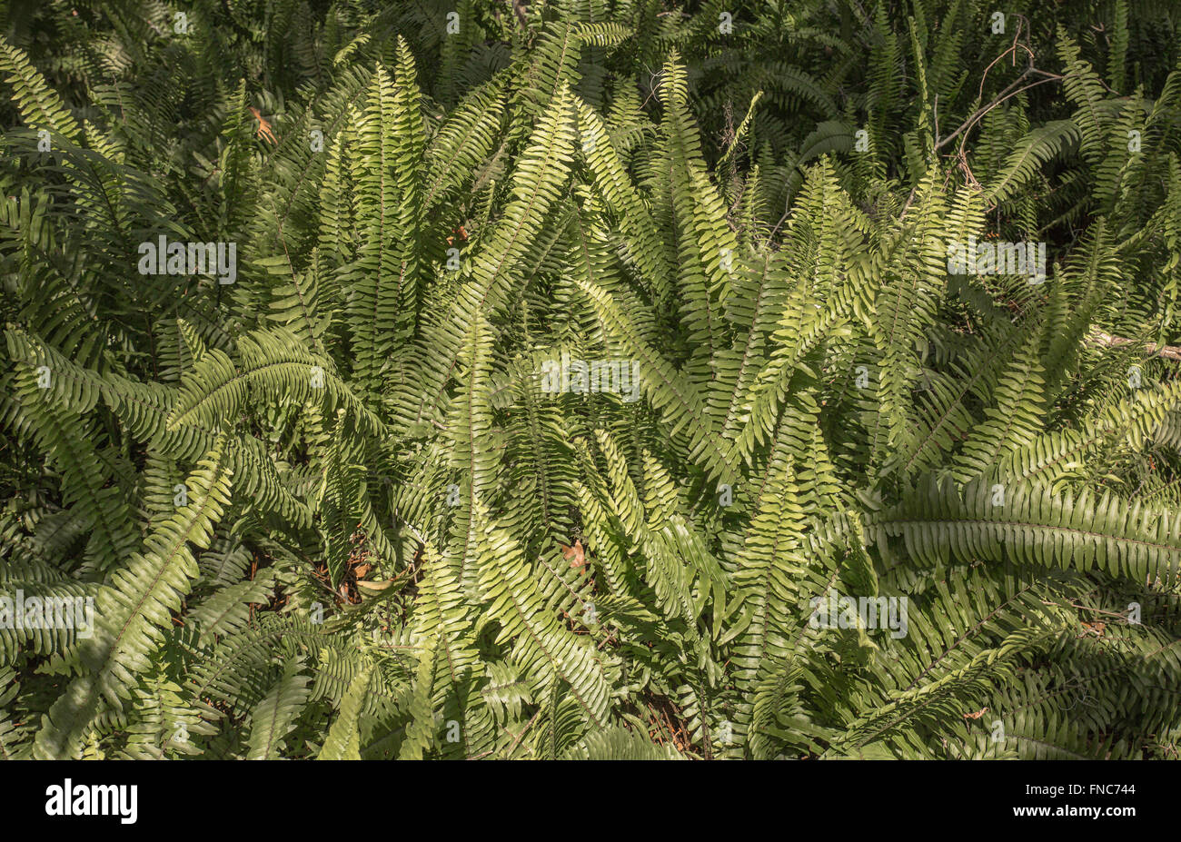 Boston fern hi-res stock photography and images - Alamy
