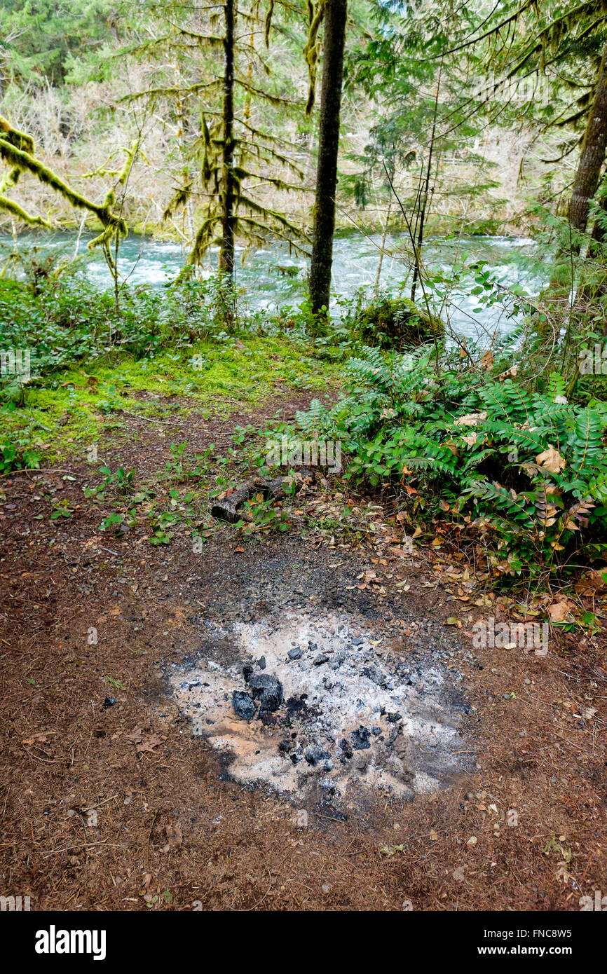 Campfire remains of ash and burned wood in the forest Stock Photo - Alamy