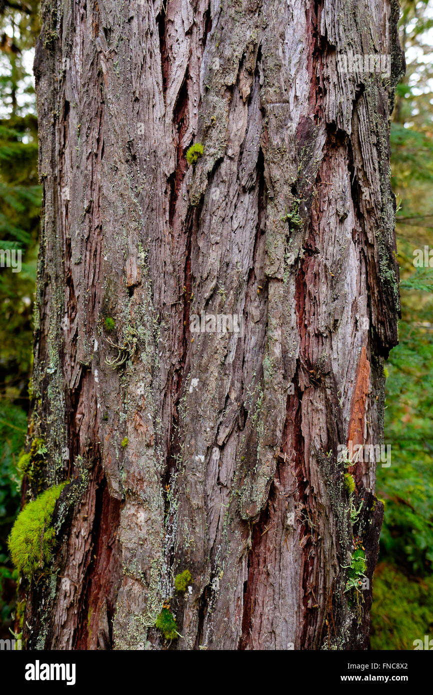 Redwood texture hi-res stock photography and images - Alamy