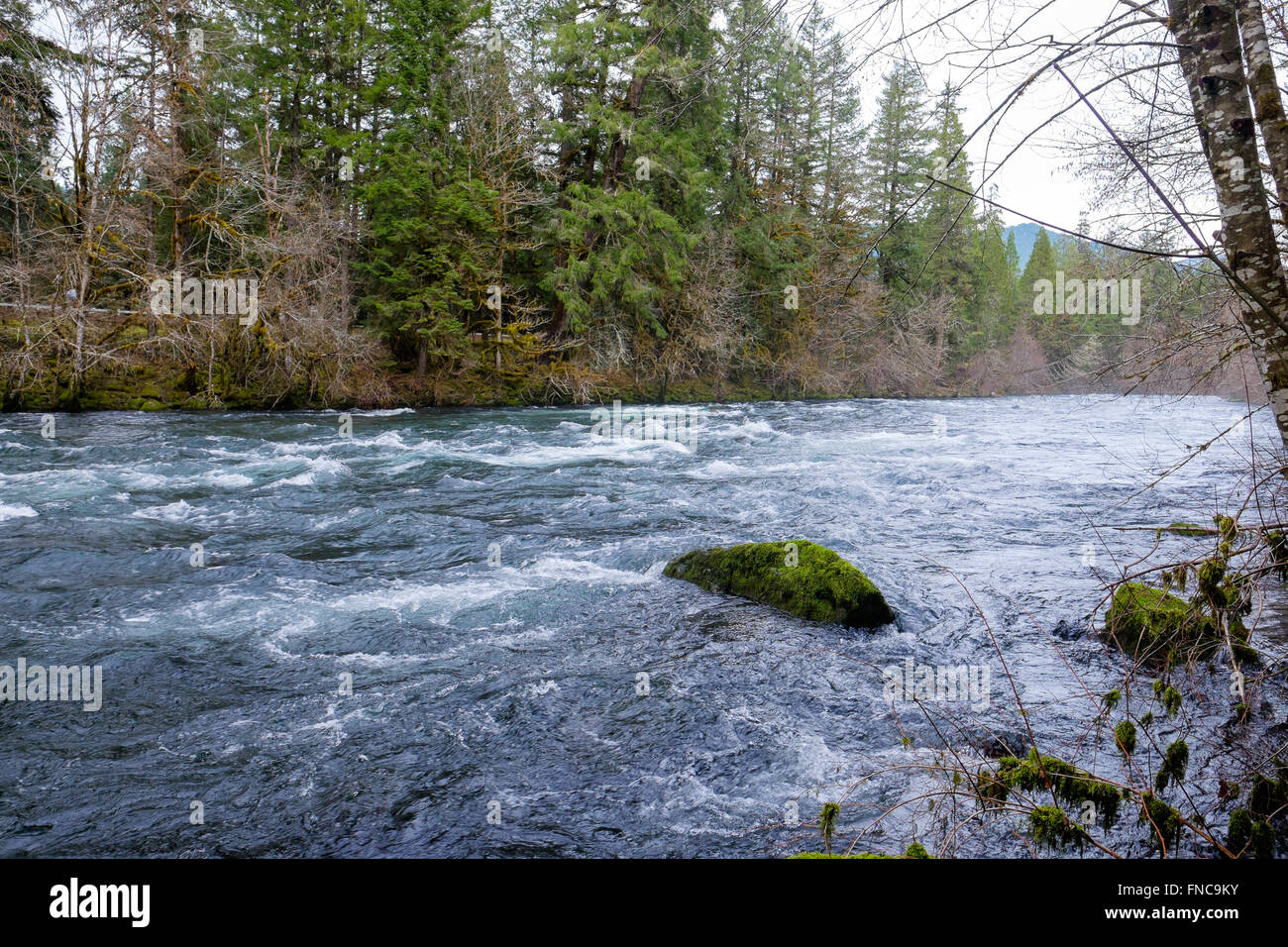 Upper McKenzie River in the Willamette National Forest of Oregon, a ...
