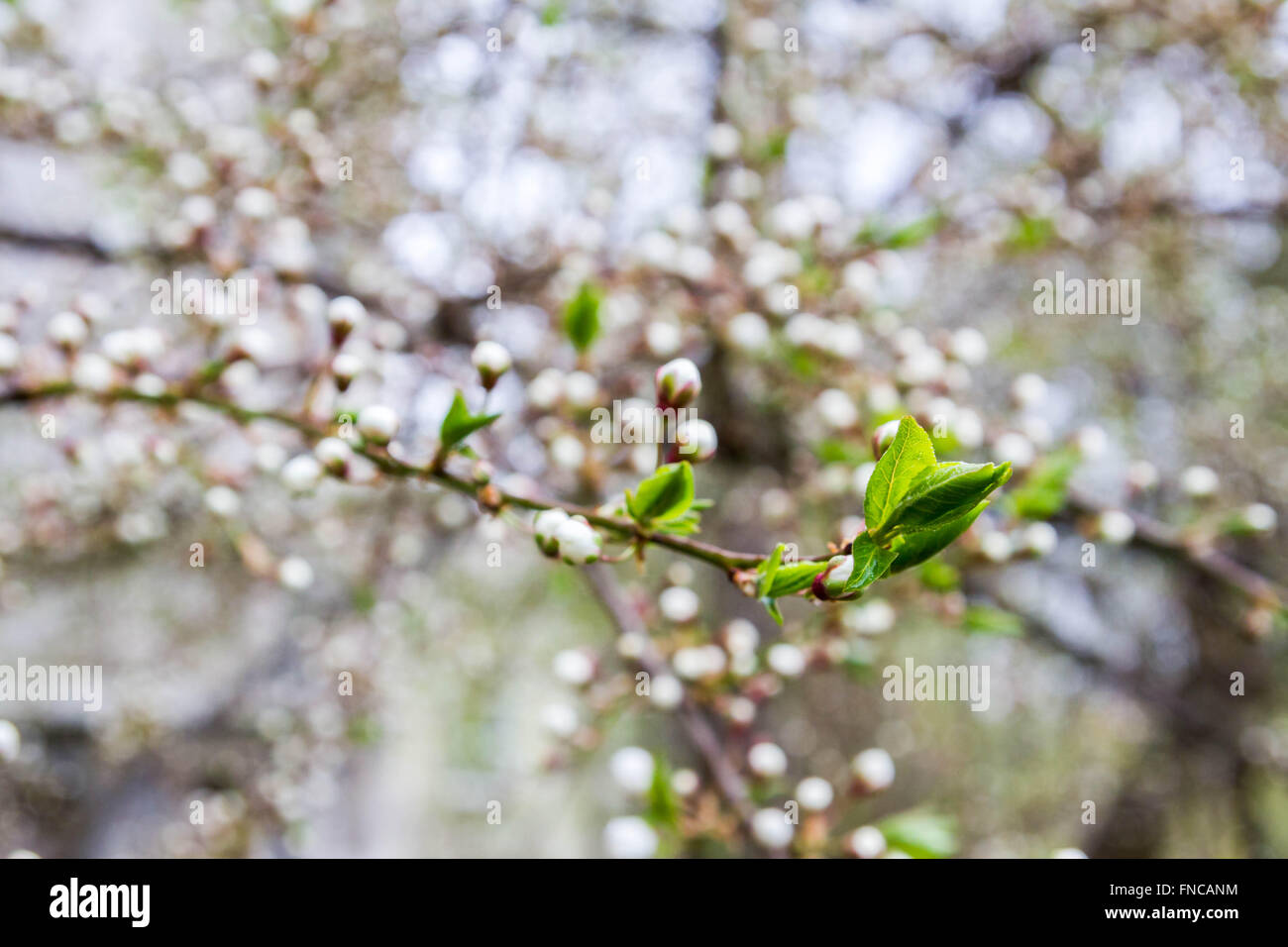Spring blooming bird cherry tree Stock Photo - Alamy