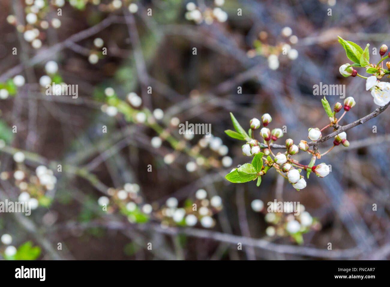 Spring blooming bird cherry tree Stock Photo - Alamy