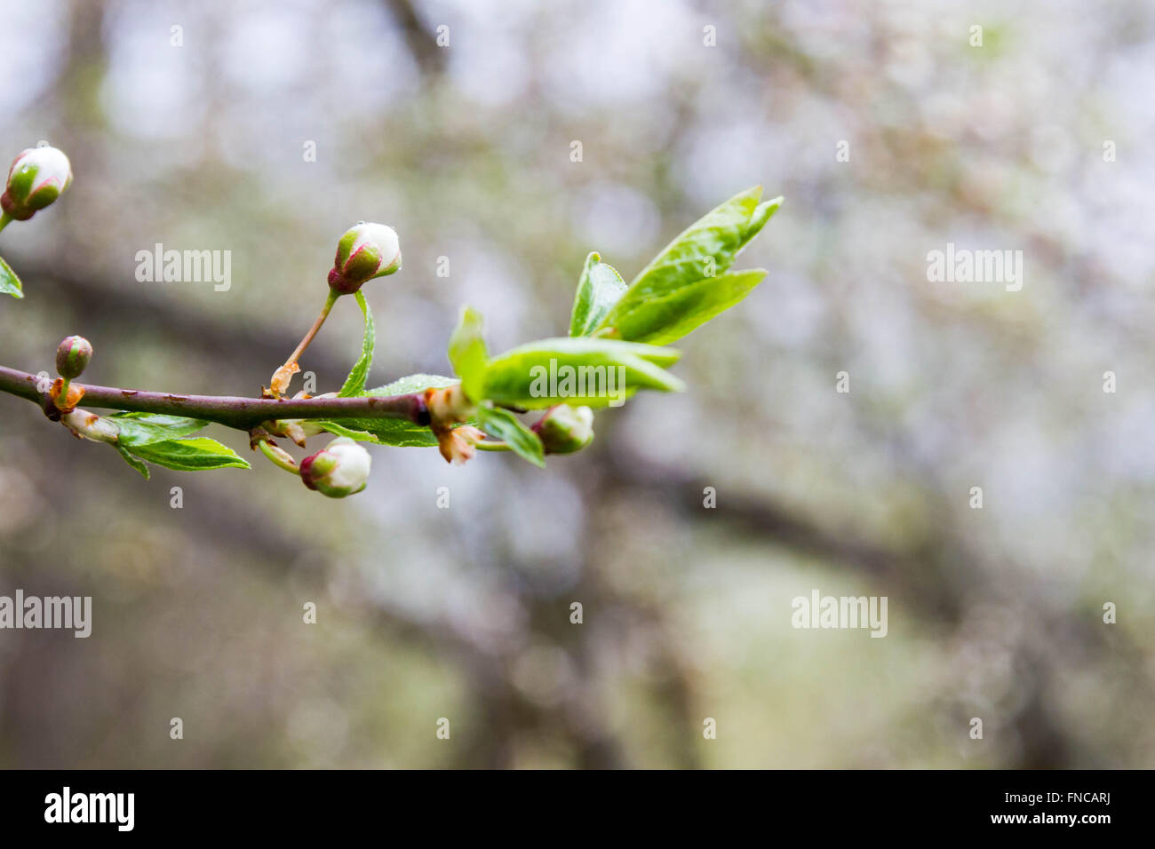 Spring blooming bird cherry tree Stock Photo - Alamy