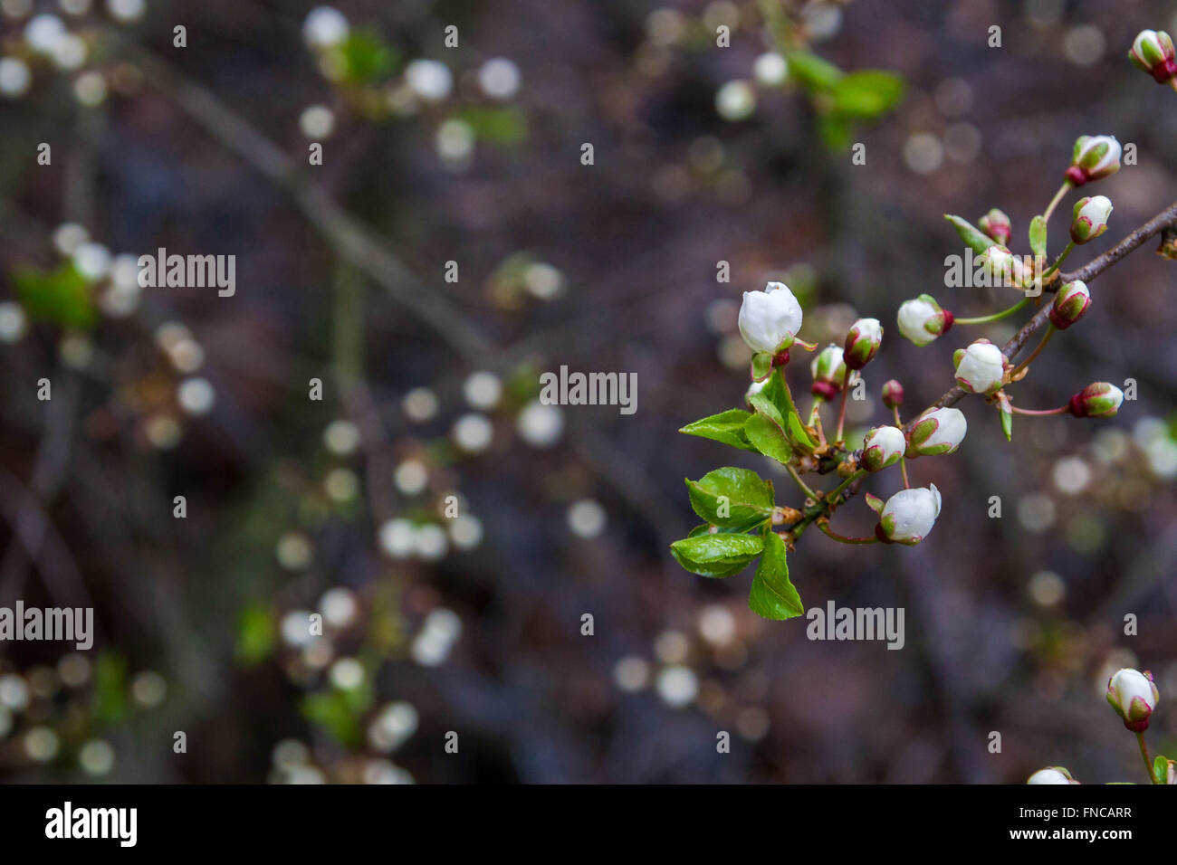 Spring Buds Trees High Resolution Stock Photography and Images - Alamy