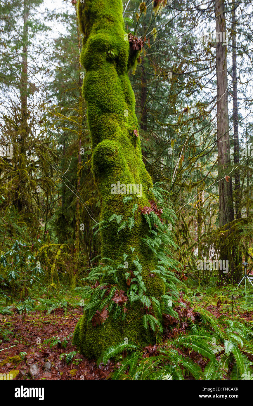 Tall tree ferns hi-res stock photography and images - Alamy