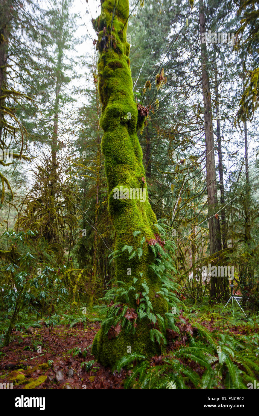 Tree growing ferns hi-res stock photography and images - Alamy